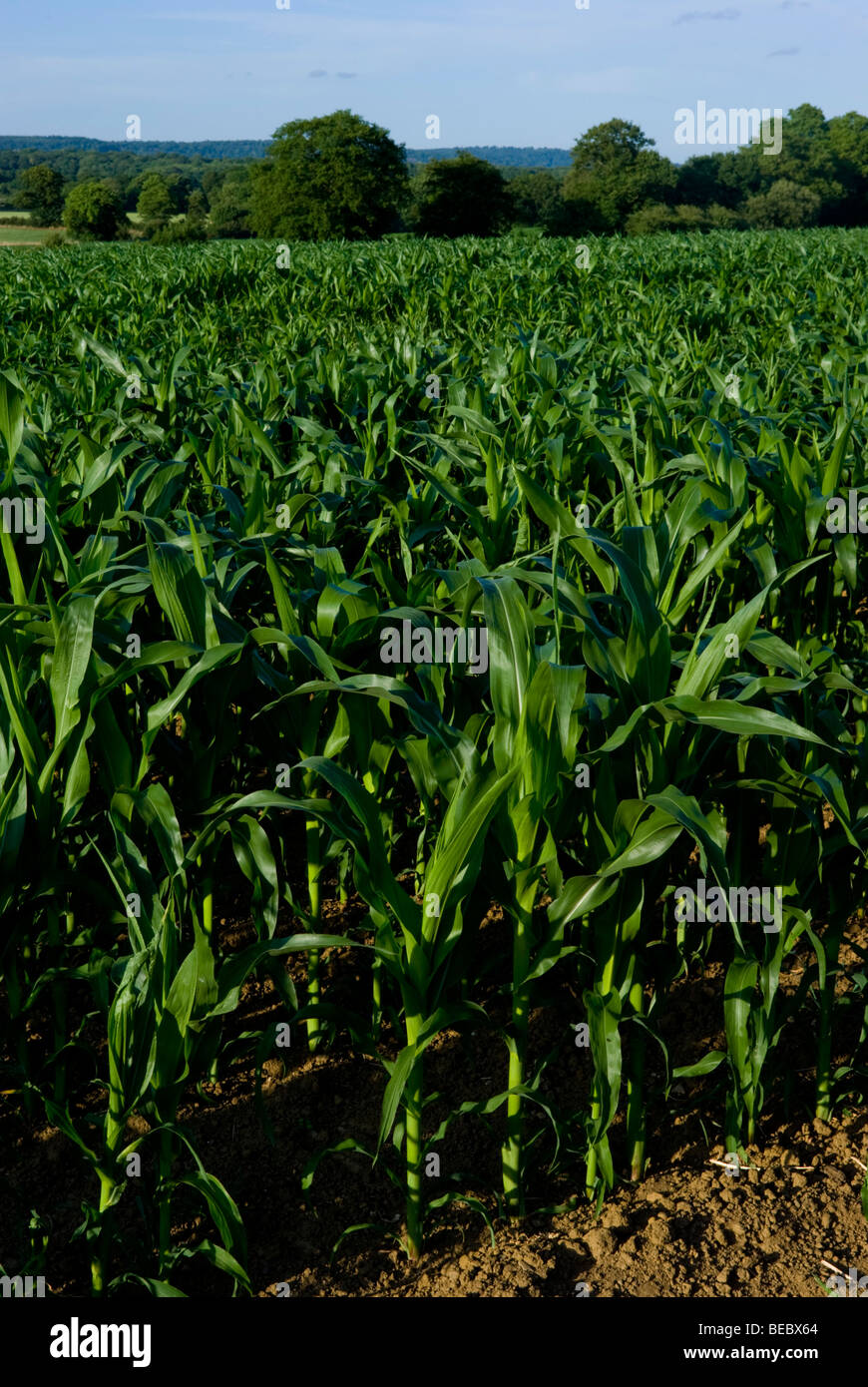uk, england, surrey, crowhurst corn young field Stock Photo - Alamy