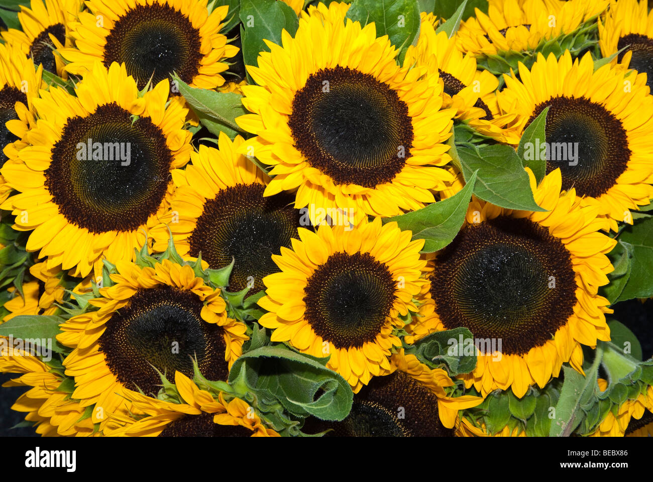 a display of sunflowers at a farmers market in Minnesota Stock Photo ...