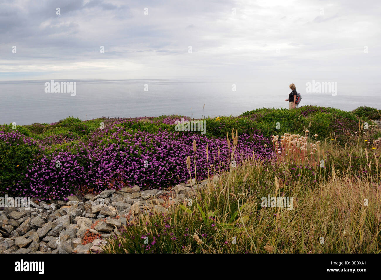 Female walker strides along the Cornish coastal path amongst the flora ...
