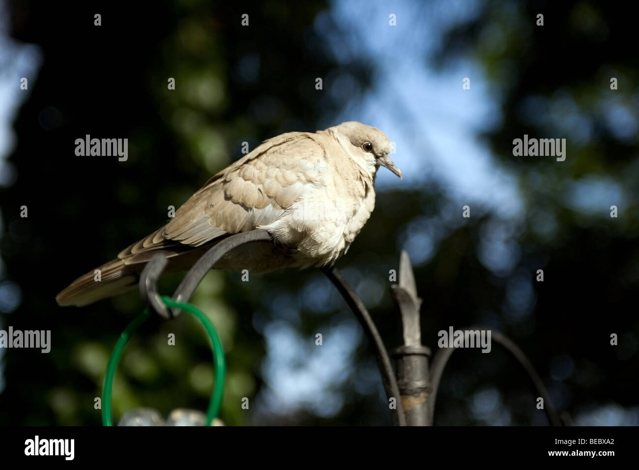 Collared dove feathers hi-res stock photography and images - Alamy