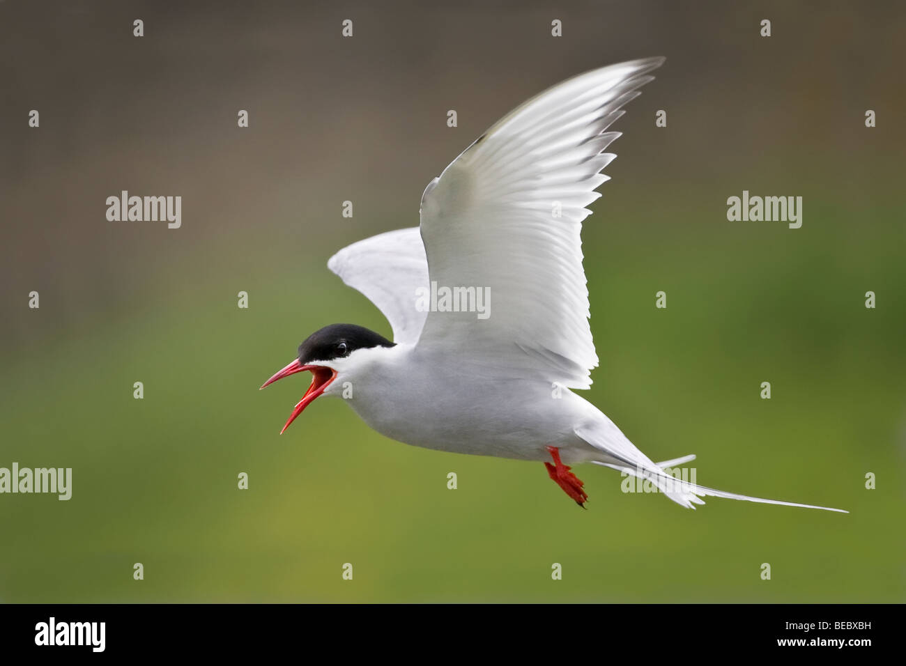 Aggression in nature hi-res stock photography and images - Alamy