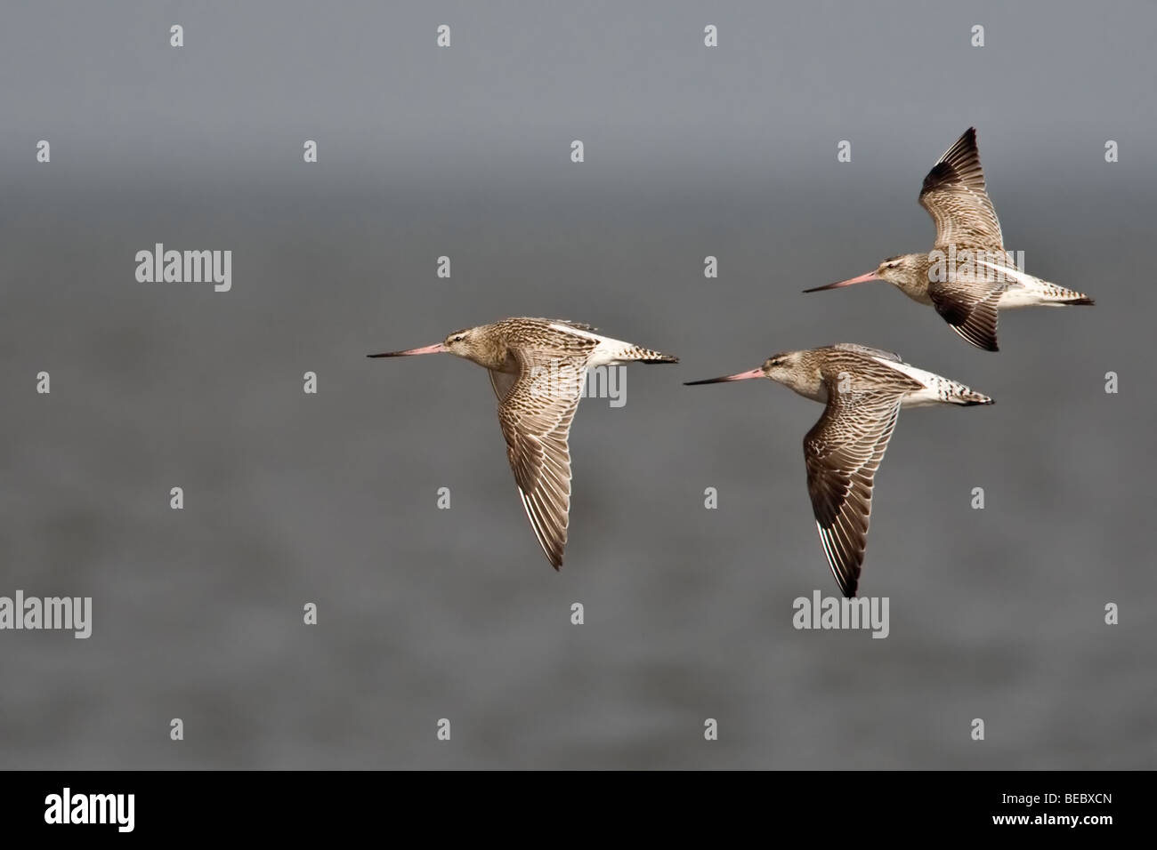 Three bar-tailed godwits in flight over the sea Stock Photo - Alamy