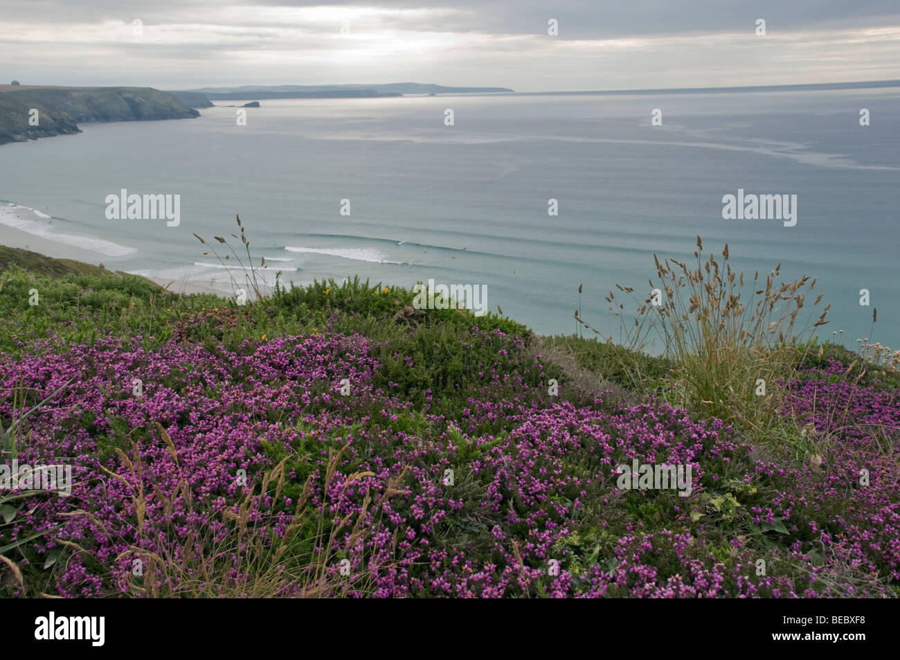 Purple heather and blue sea landscape at St Agnes, Cornwall under ...