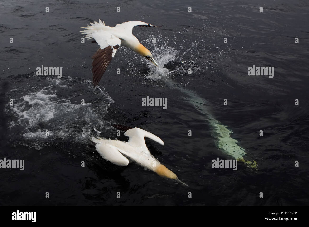 Birds Diving For Fish