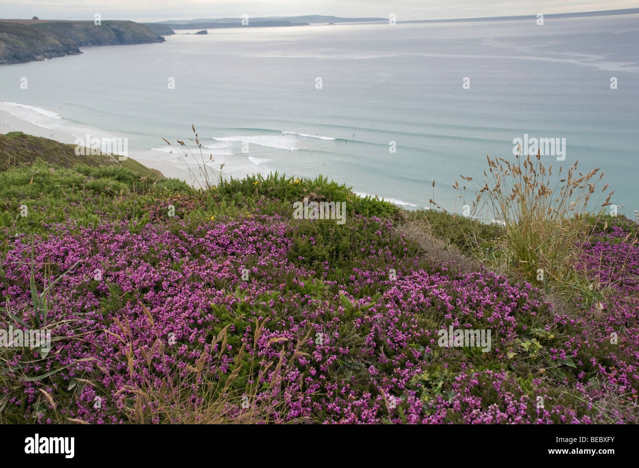 Purple heather and blue sea landscape at St Agnes, Cornwall under ...