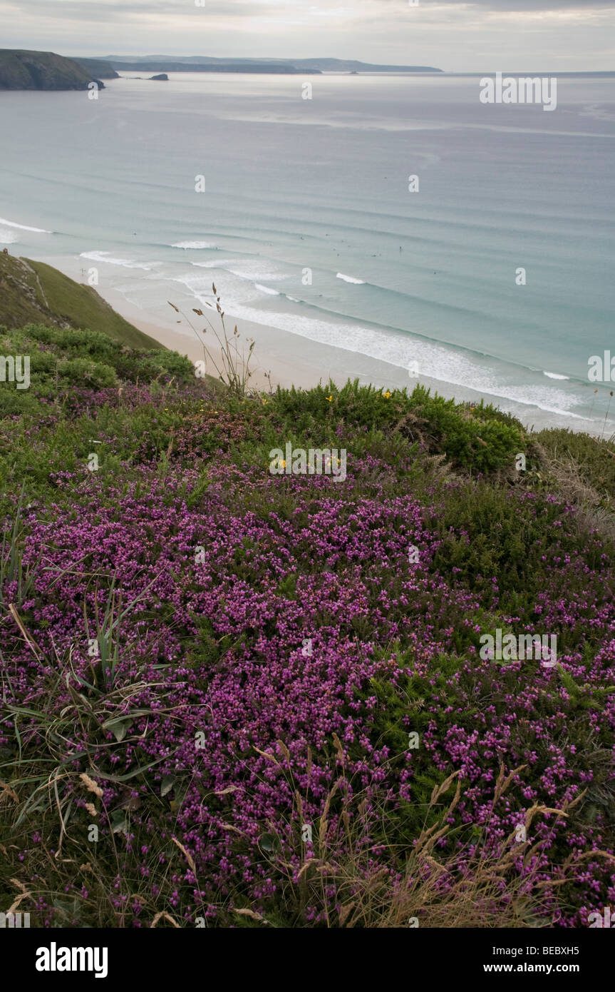 Purple heather and blue sea landscape at St Agnes, Cornwall under ...