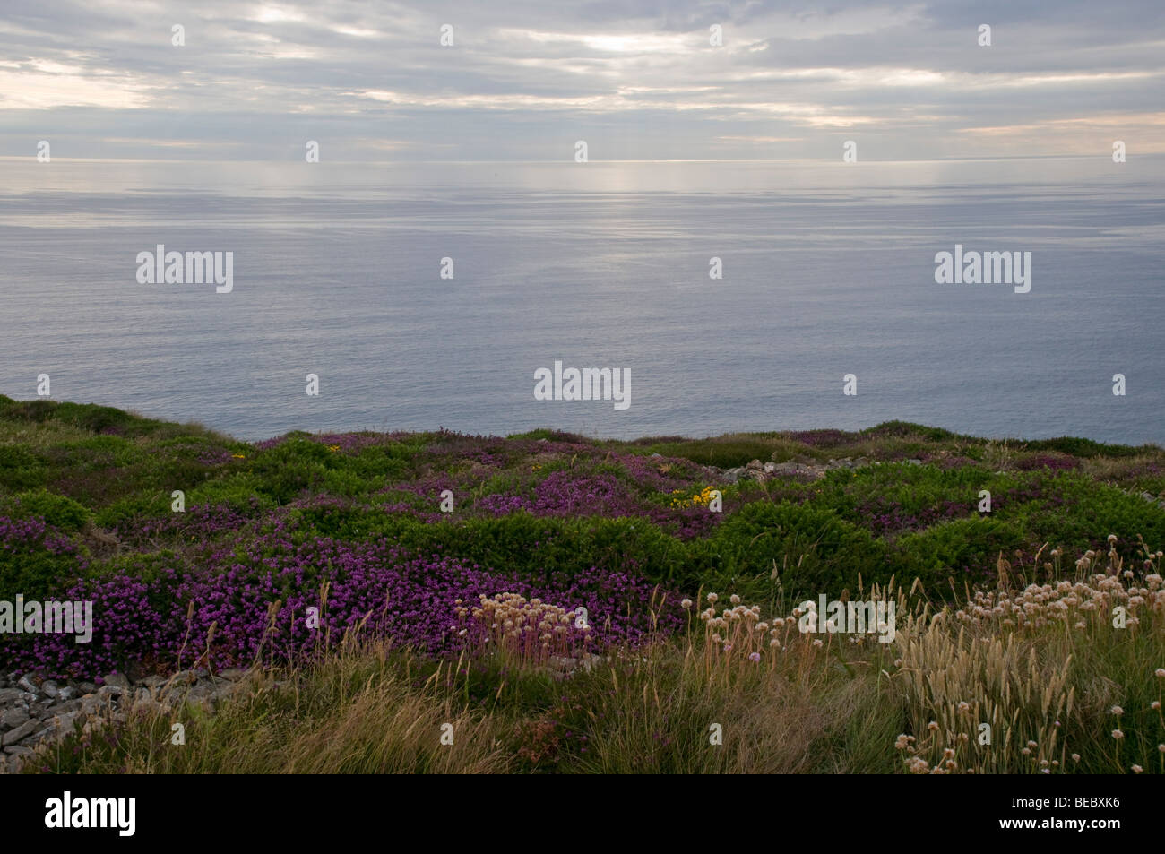 Heather glass hi-res stock photography and images - Alamy