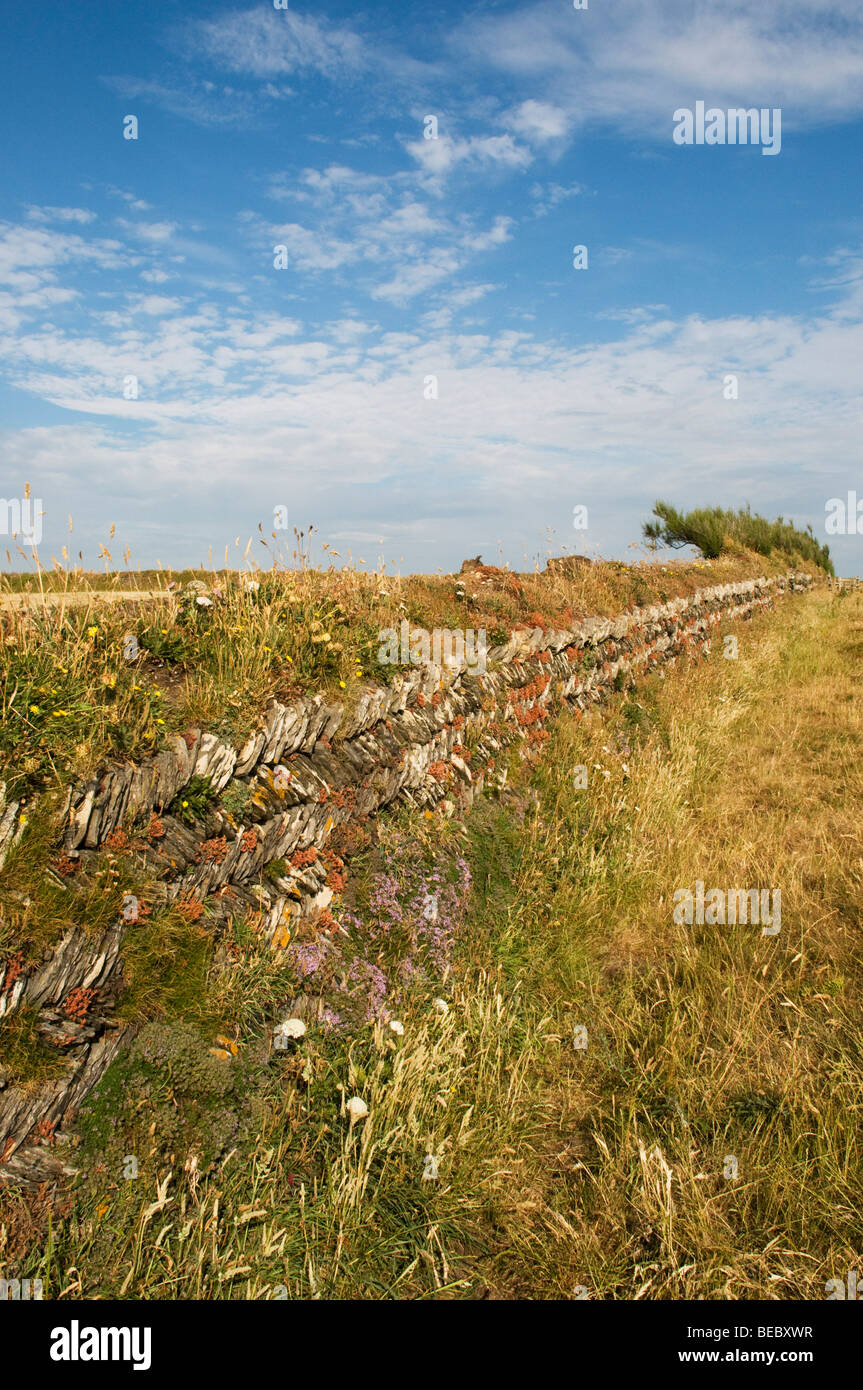 Traditional slate walls along the Cornish coast divide farmer's fields ...