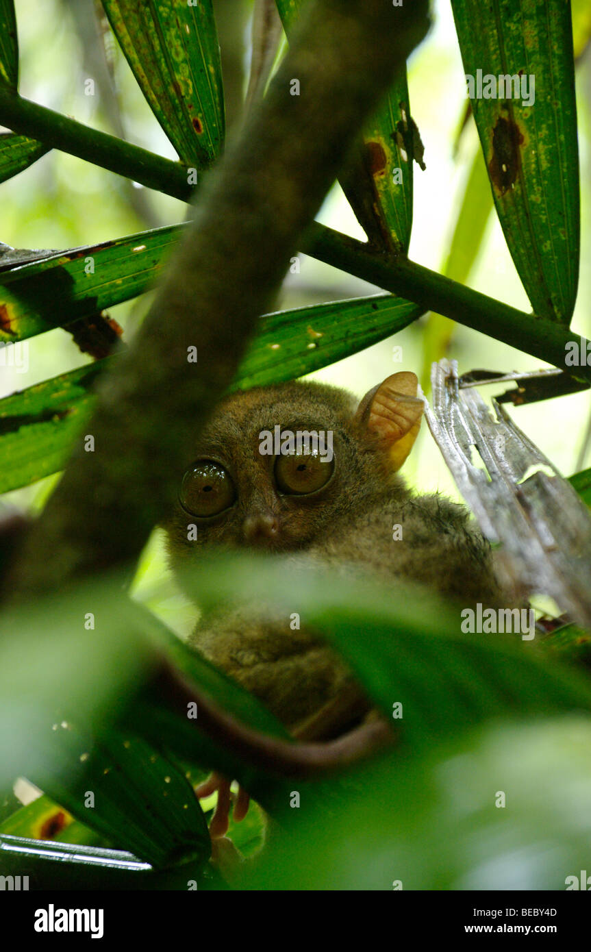 Bohol wildlife hi-res stock photography and images - Alamy