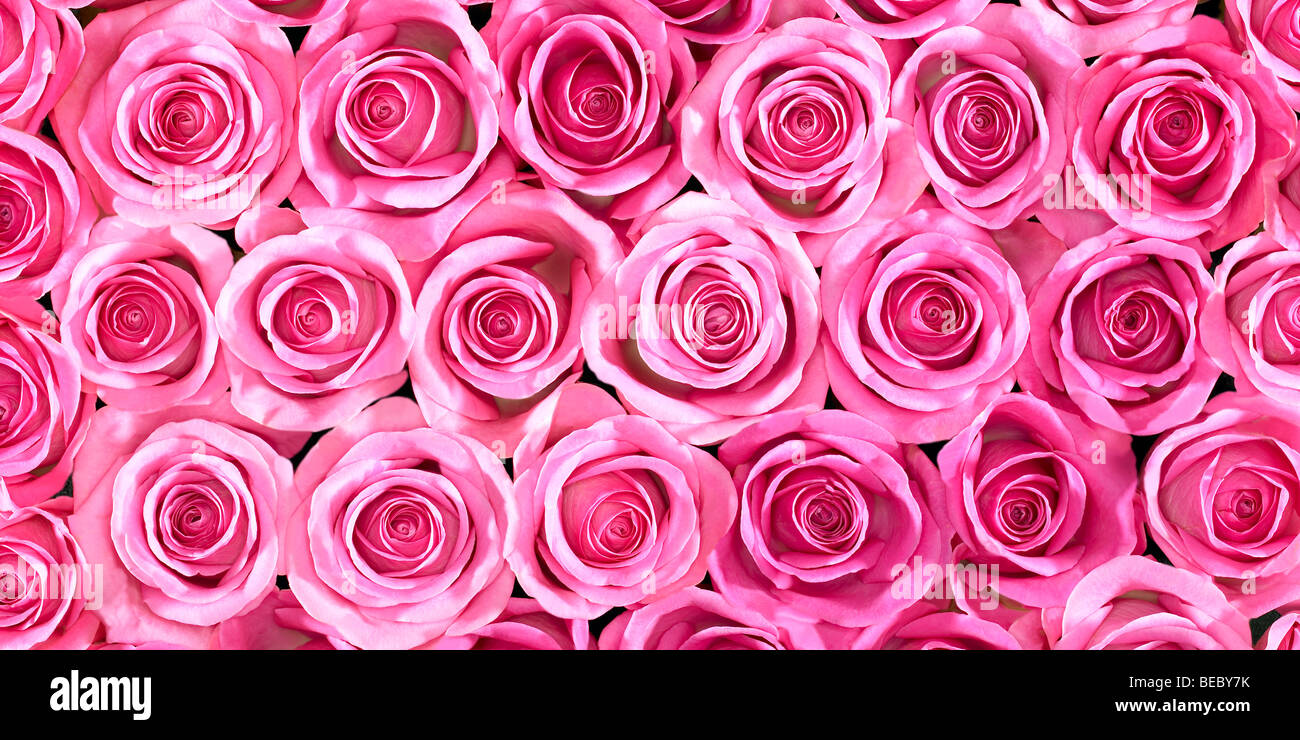 Anniversary Roses High Resolution Stock Photography and Images - Alamy