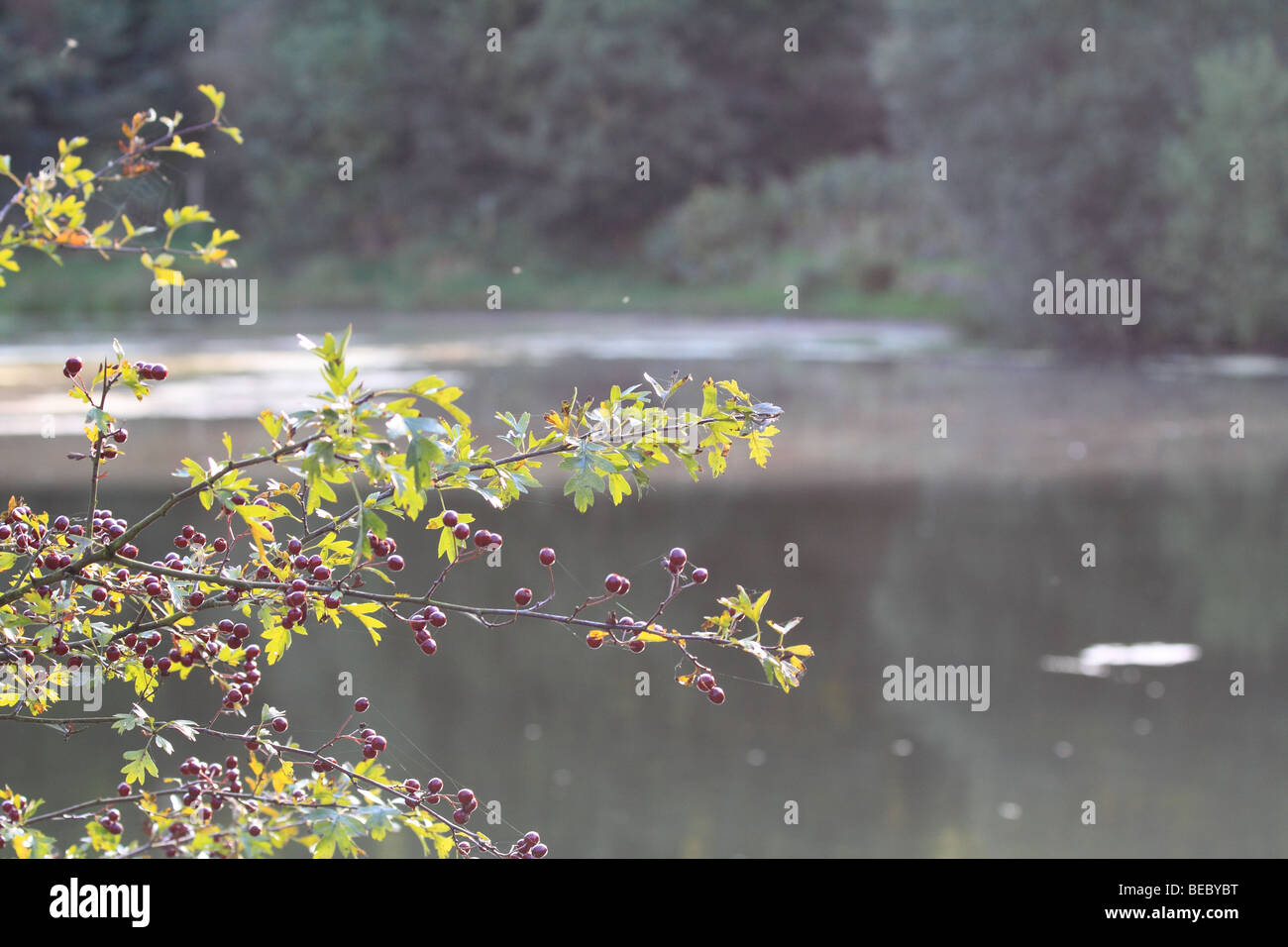 Alkrington hi-res stock photography and images - Alamy