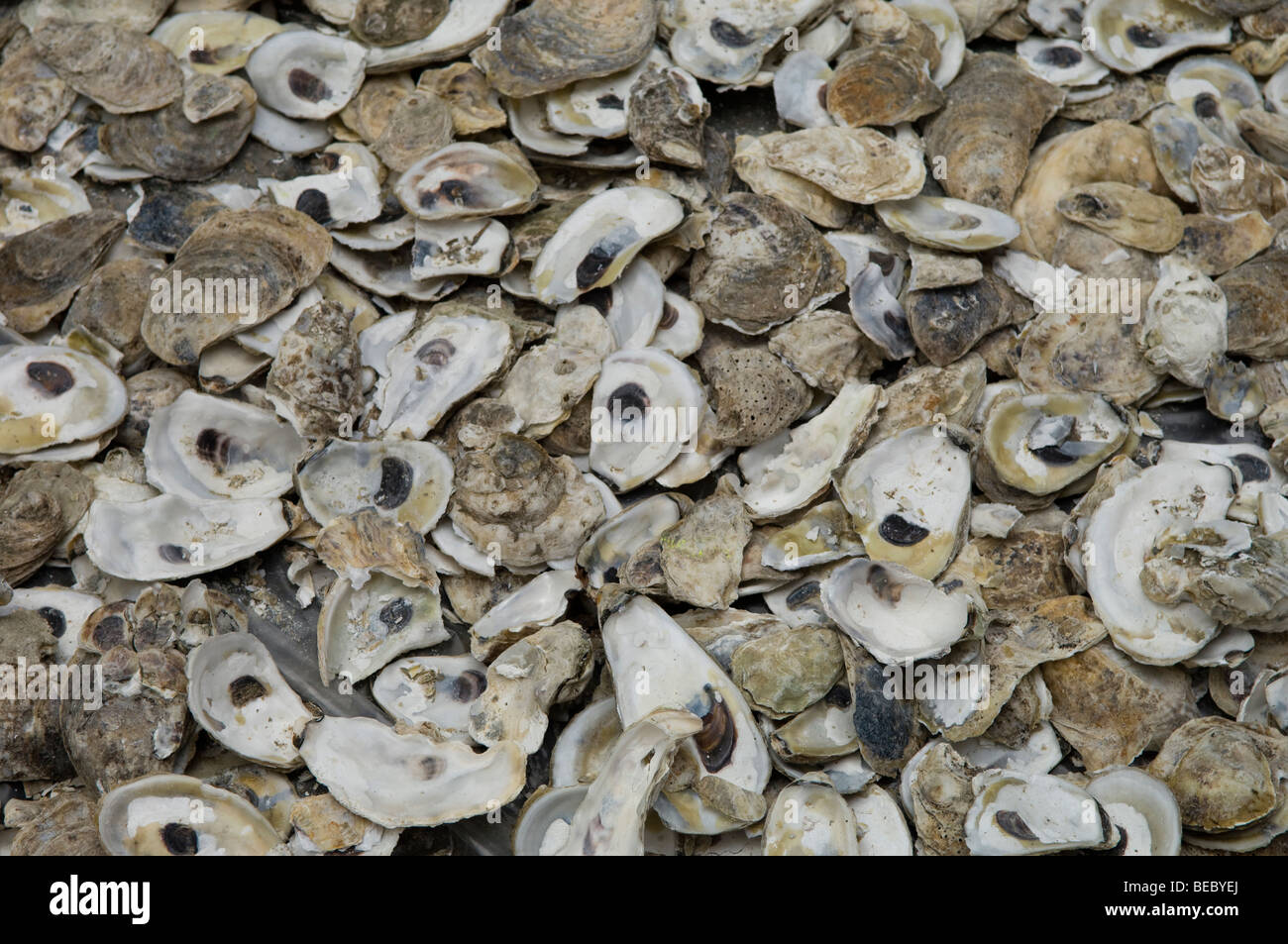 discarded oyster shells Stock Photo - Alamy