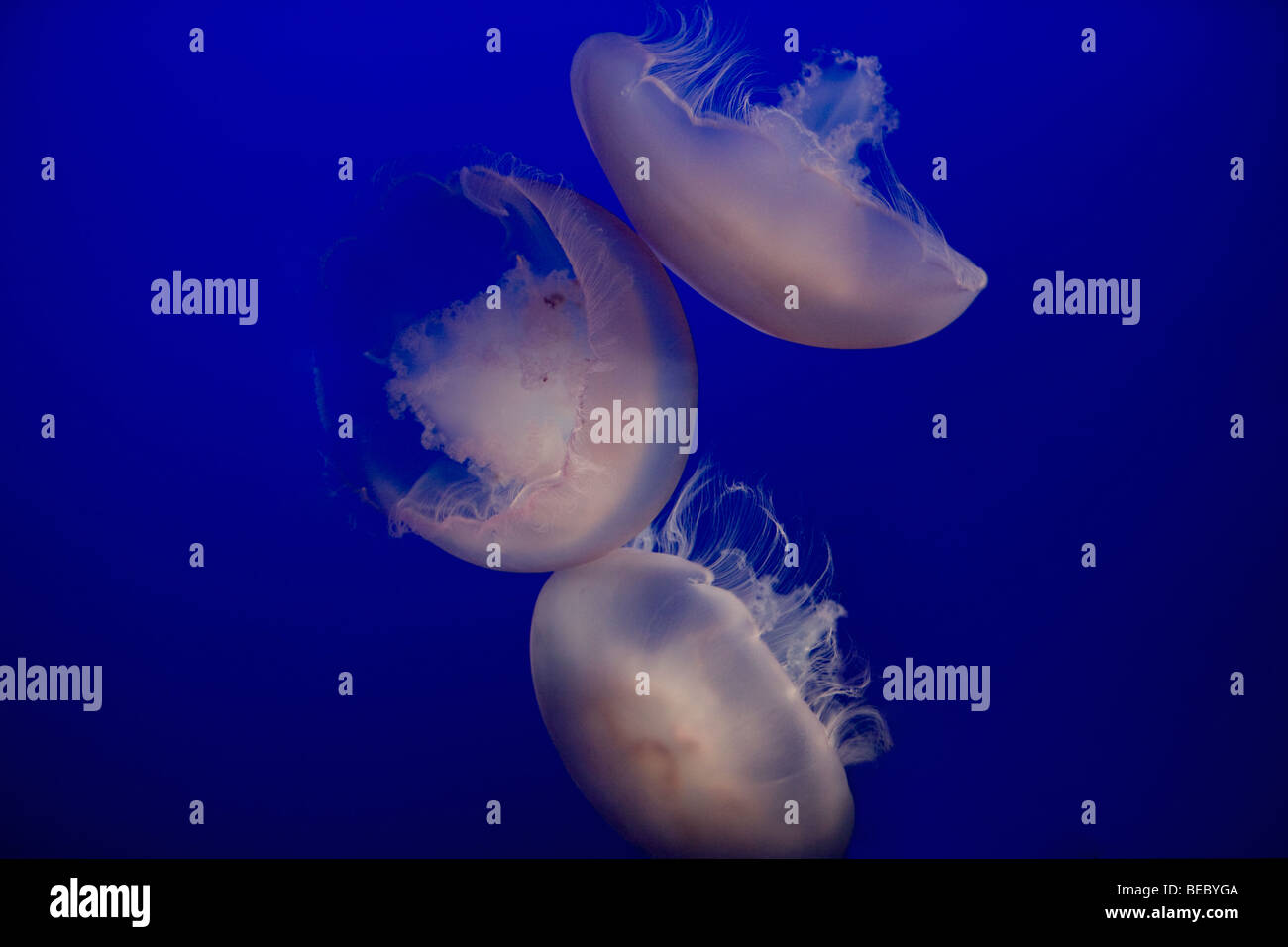 Chironex fleckeri hi-res stock photography and images - Alamy