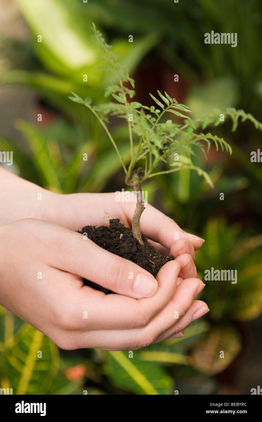 Close up hands holding sapling hi-res stock photography and images - Alamy