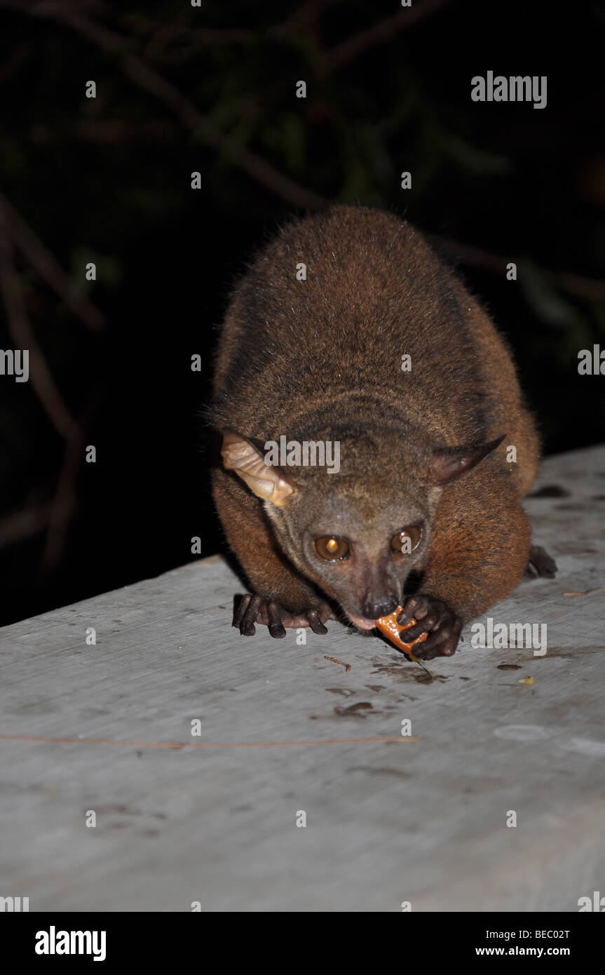 Thick tailed greater bush baby, greater galago Otolemur crassicaudatus ...