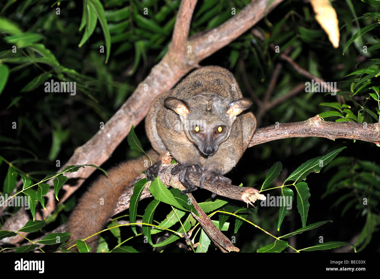 Thick tailed greater bush baby, greater galago Otolemur crassicaudatus ...
