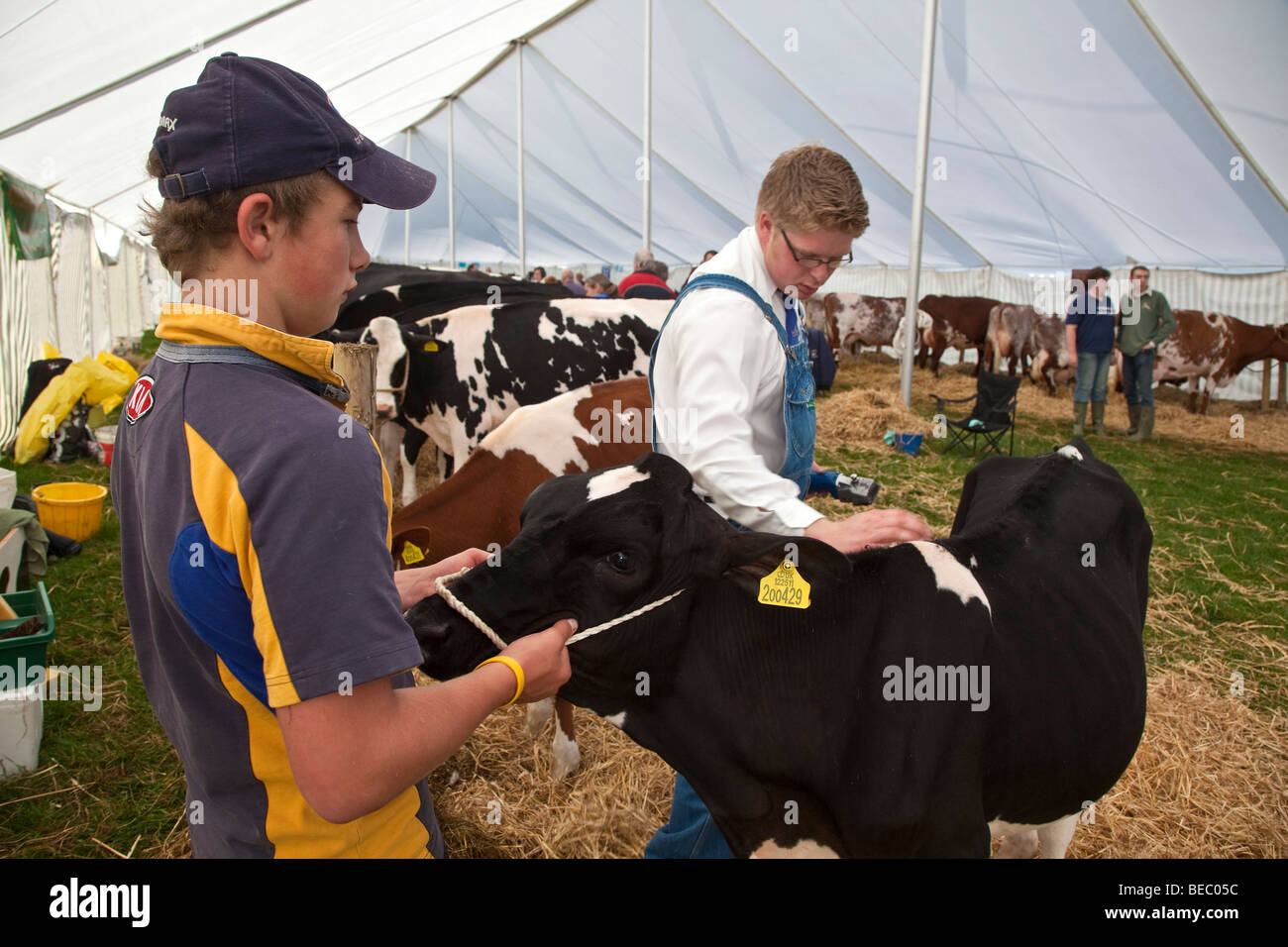 Grooming exhibition cattle in the livestock tent, Wensleydale ...