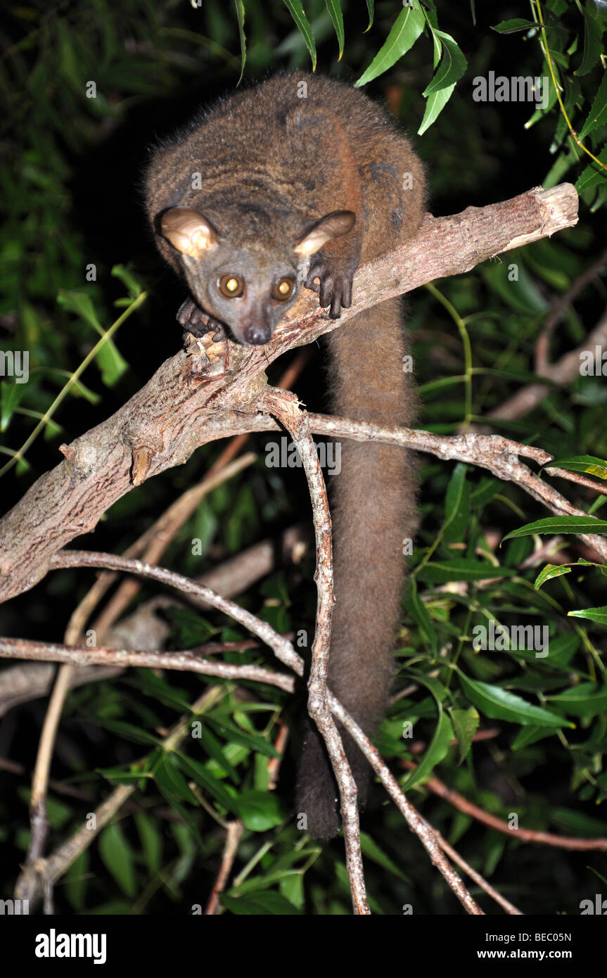 Thick tailed greater bush baby, greater galago Otolemur crassicaudatus ...