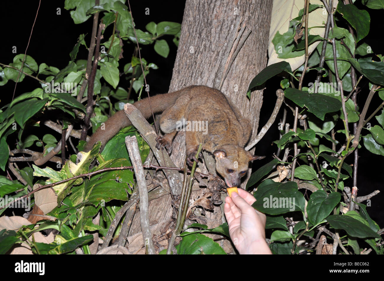 Thick tailed greater bush baby, greater galago Otolemur crassicaudatus ...
