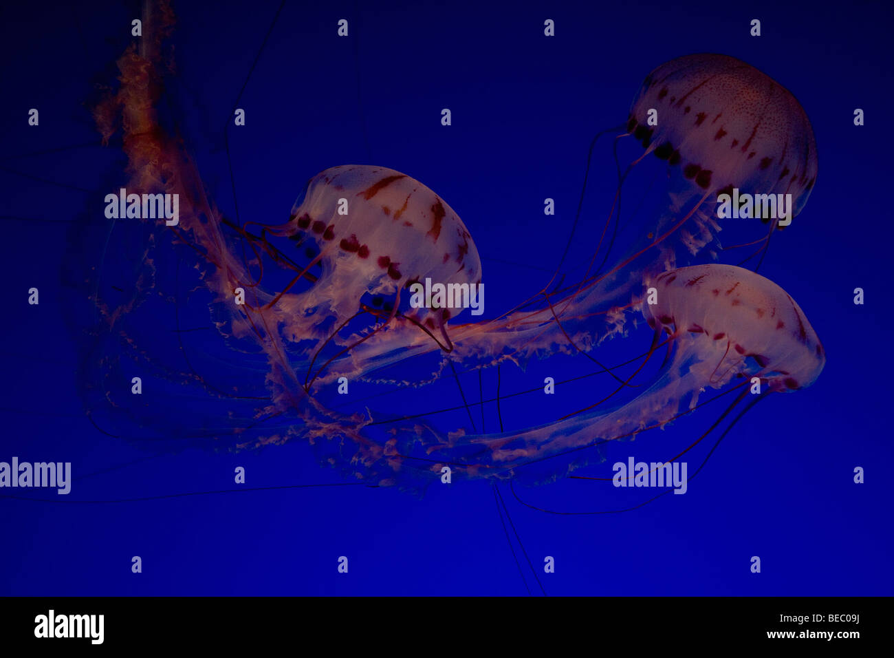 Chironex fleckeri hi-res stock photography and images - Alamy