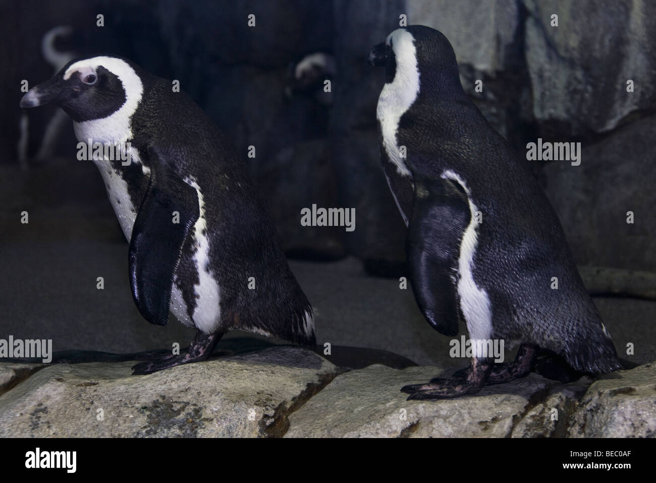 Penguins standing hi-res stock photography and images - Alamy