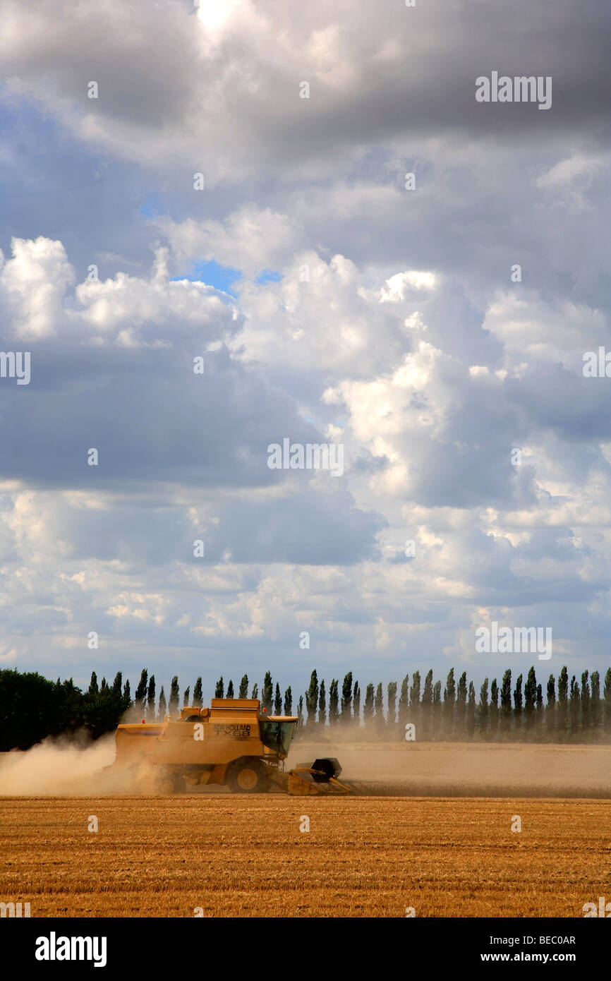 Class Combine Harvester Wheat Field Wisbech Fenland Cambridgeshire ...