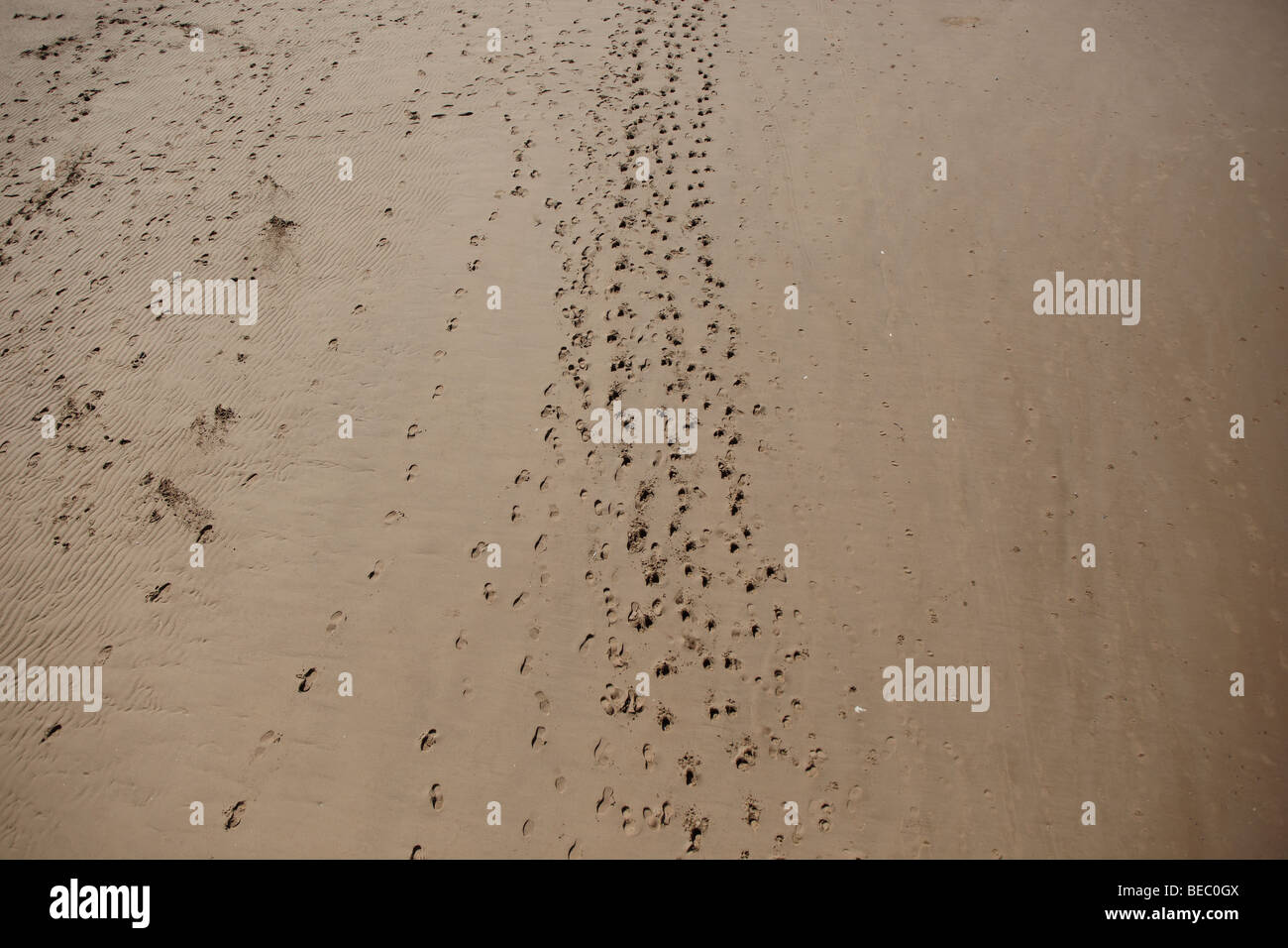 donkey tracks in the sand at Blackpool beach Stock Photo - Alamy