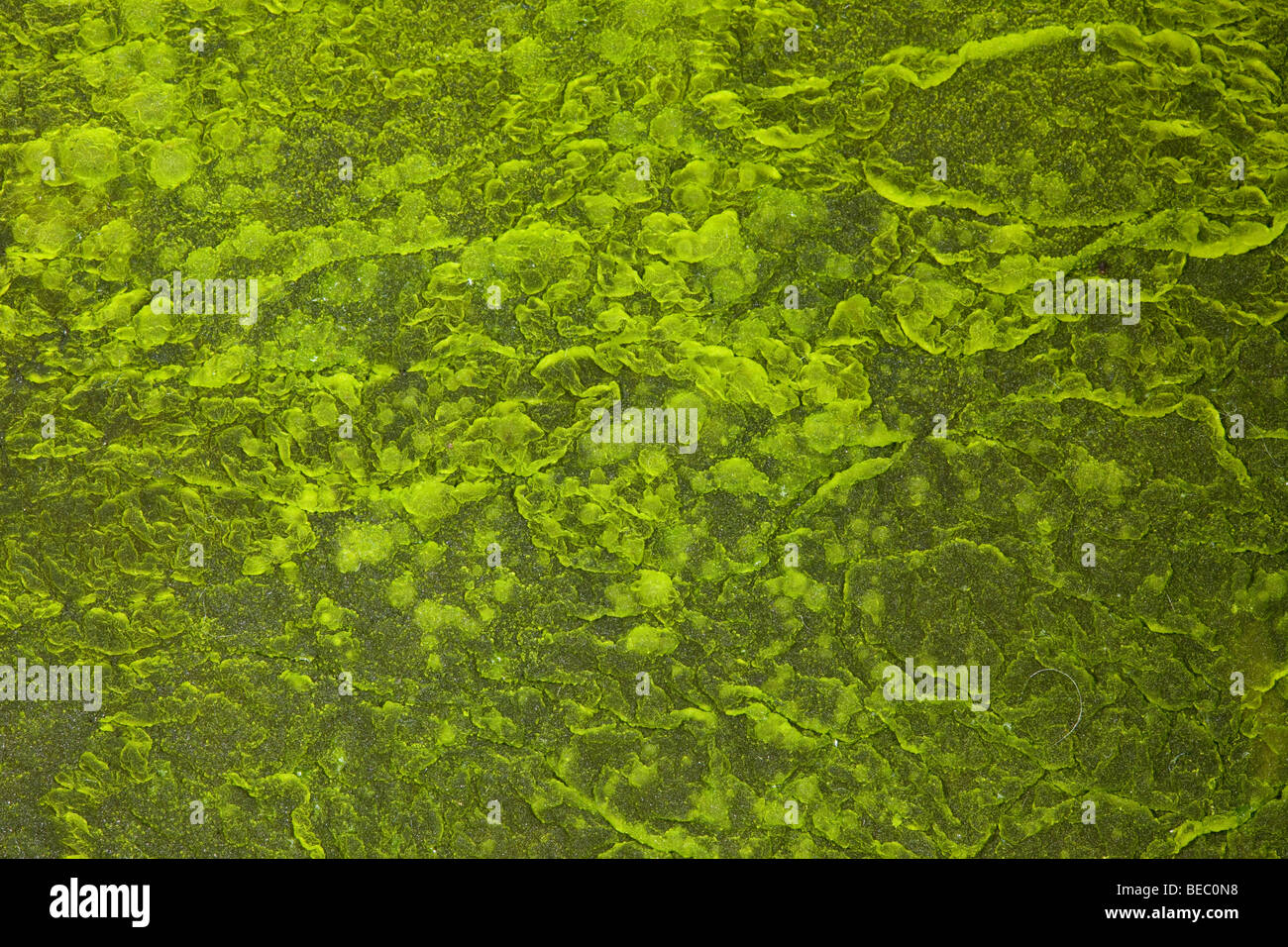 Algae growing on the surface of stagnant water Stock Photo: 26079572 ...