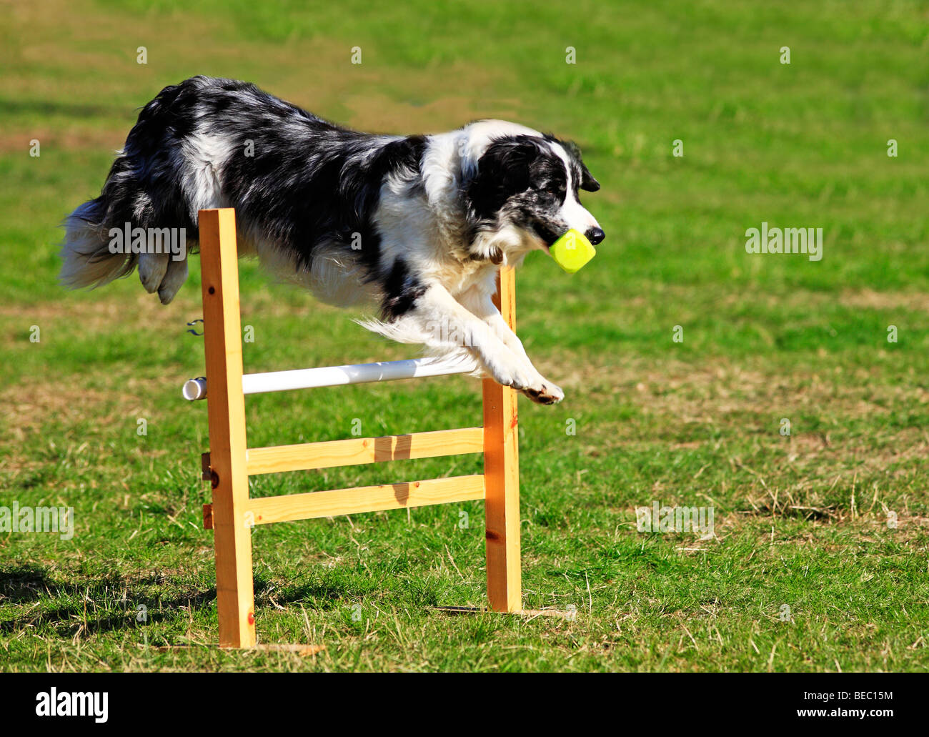 Border collie show hi-res stock photography and images - Alamy