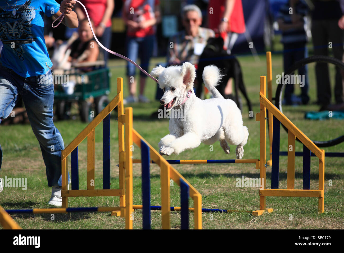 Agility show hi-res stock photography and images - Alamy