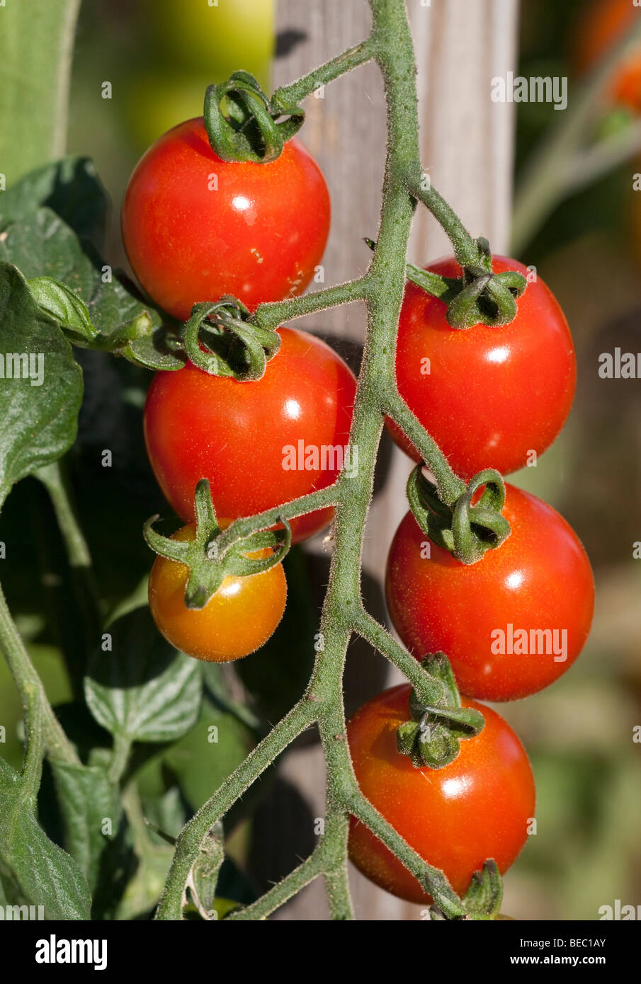 Apero tomatoes hi-res stock photography and images - Alamy