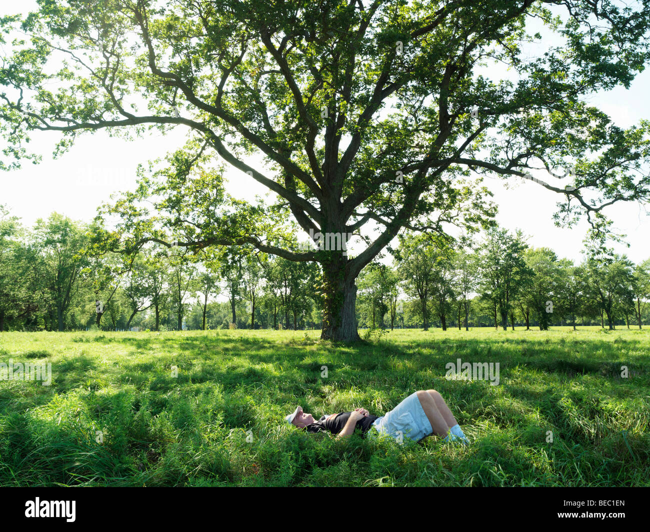 Tree scale hi-res stock photography and images - Alamy
