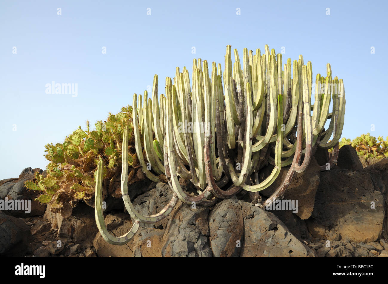 Typical Cactus on Canary Island Tenerife, Spain Stock Photo - Alamy