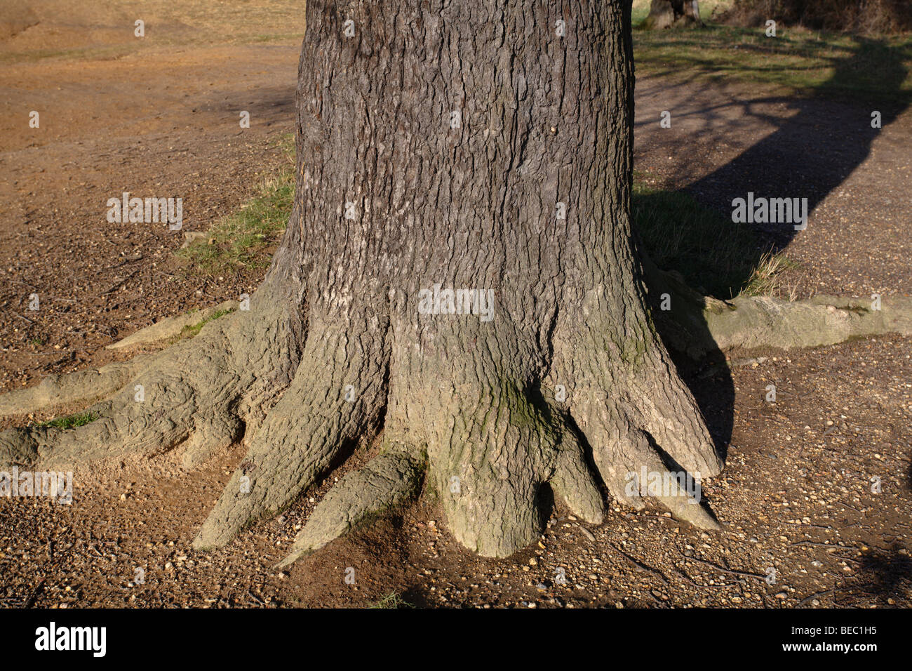 Base of trunk of English Oak Tree Stock Photo - Alamy