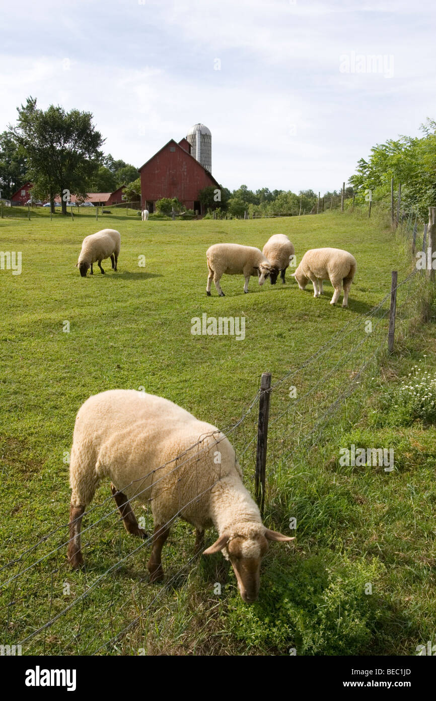 Sheep eating grass farm hi-res stock photography and images - Alamy