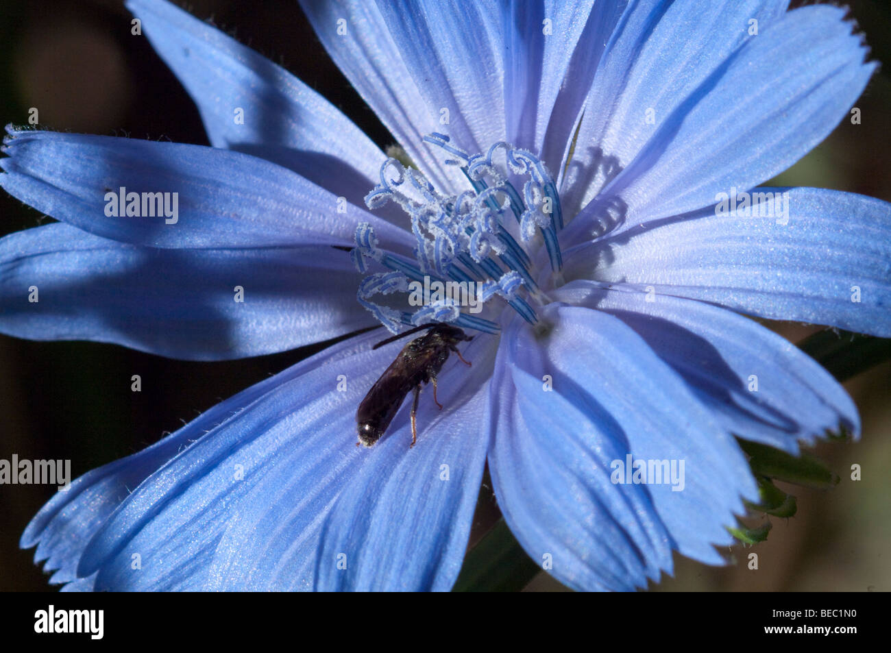 Chicory in a Wisconsin Prairie Stock Photo - Alamy