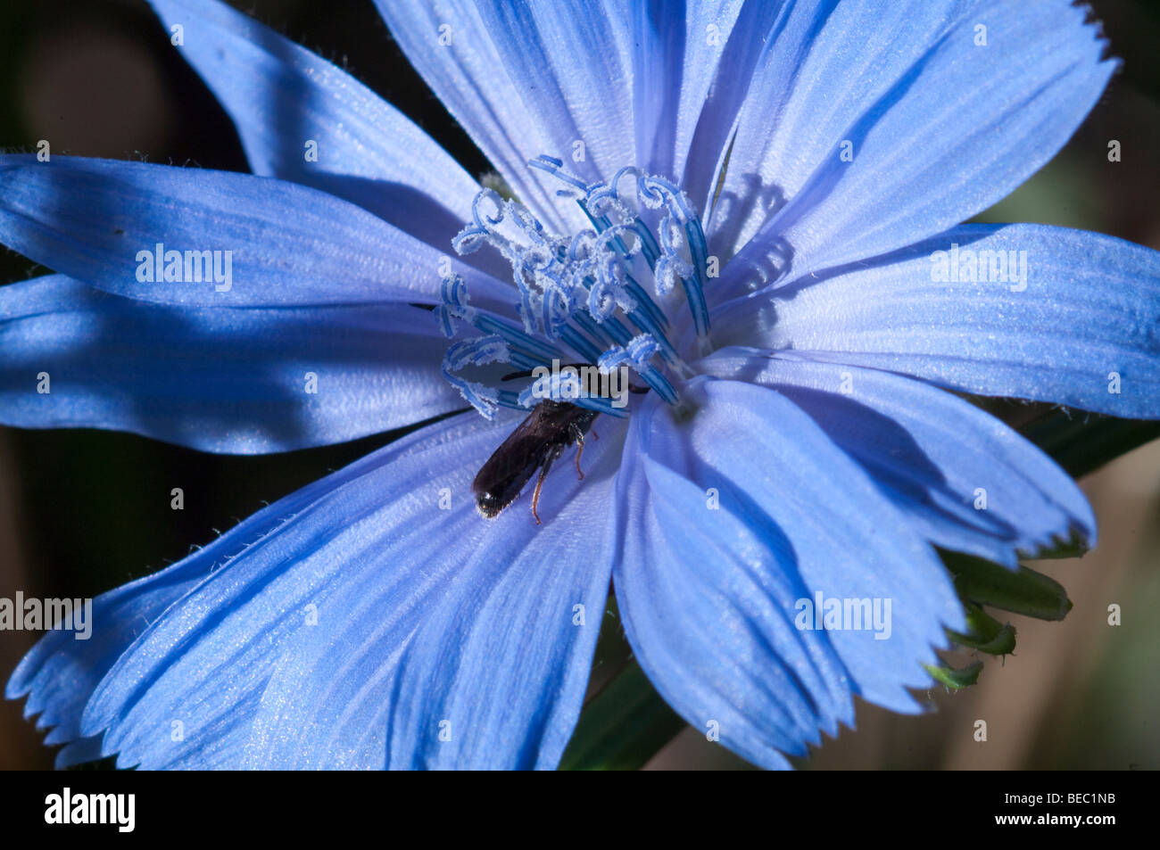 Chicory in a Wisconsin Prairie Stock Photo - Alamy