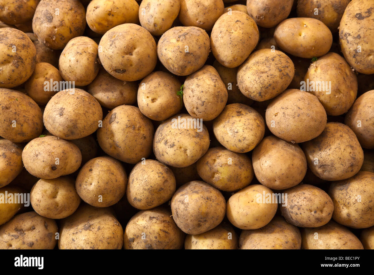 Potato potatos vegetable solanum tuberosum hi-res stock photography and ...