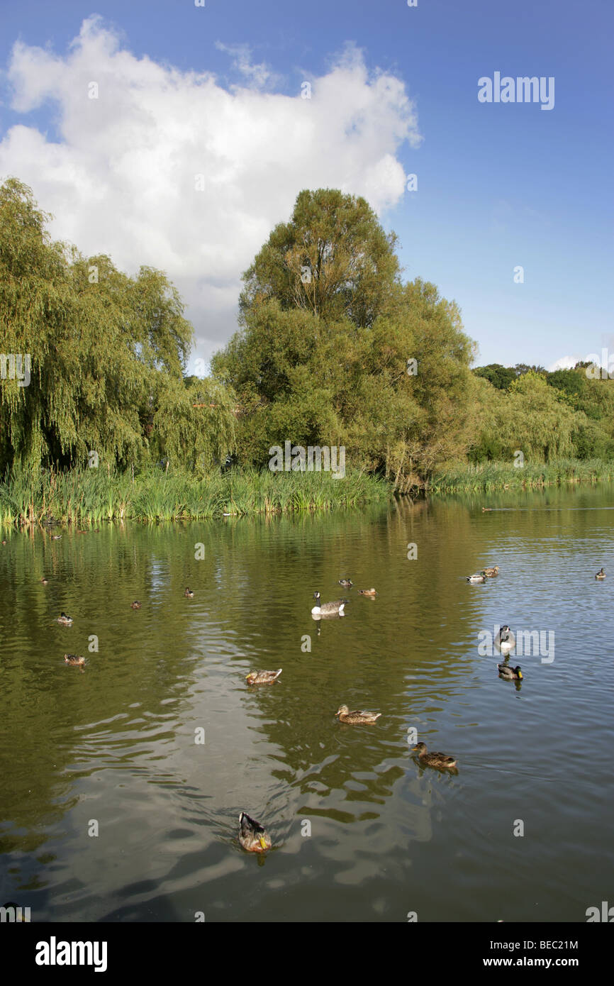 Town of Knutsford, England. Early morning view of ducks swimming on ...