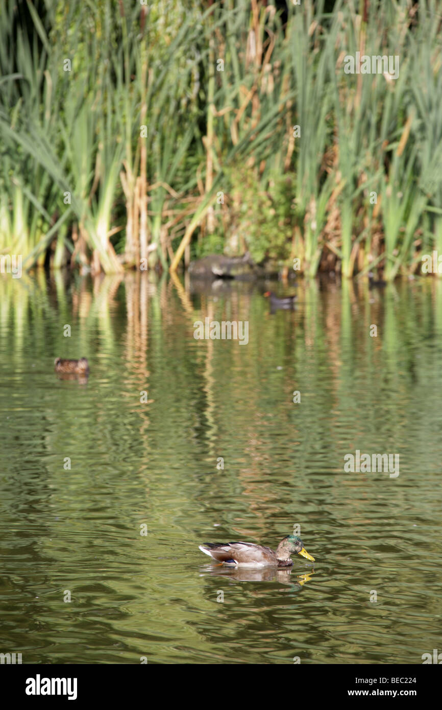 The moor knutsford hi-res stock photography and images - Alamy