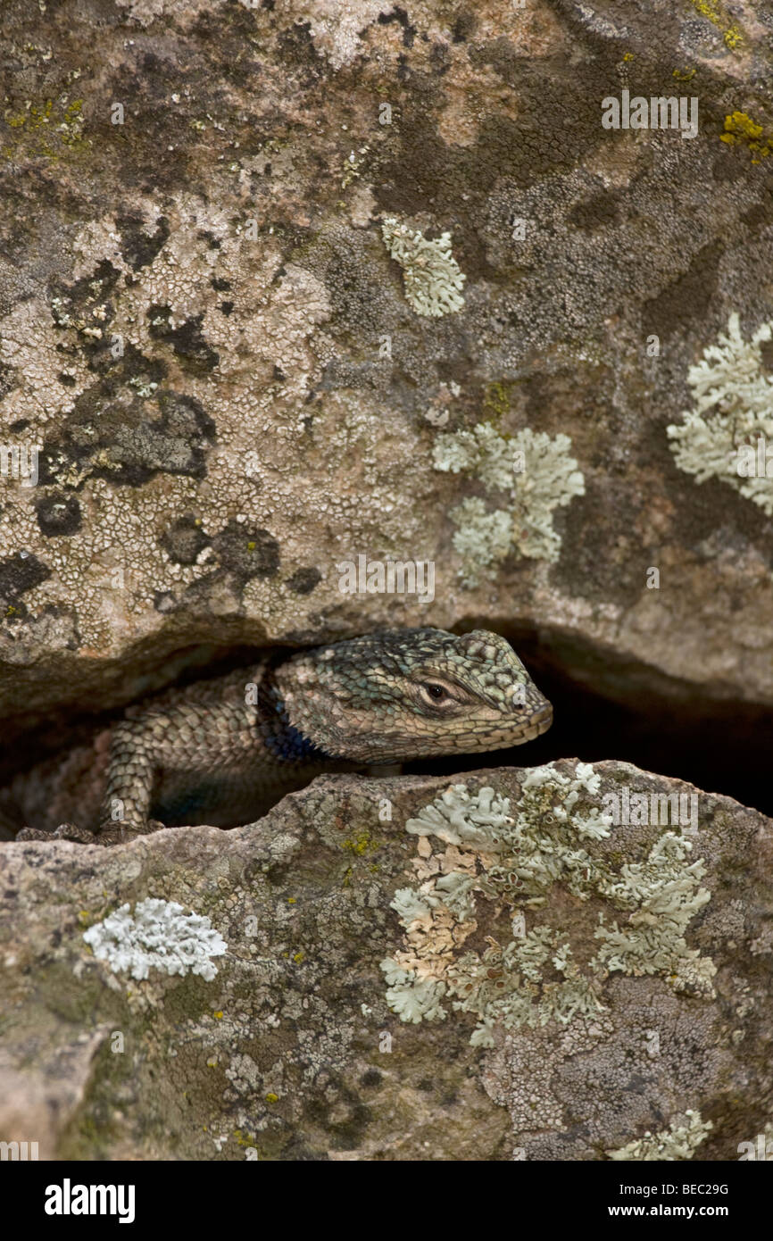 Yarrow's Spiny Lizard (Sceloporus jarrovii) - Arizona - USA - Also ...
