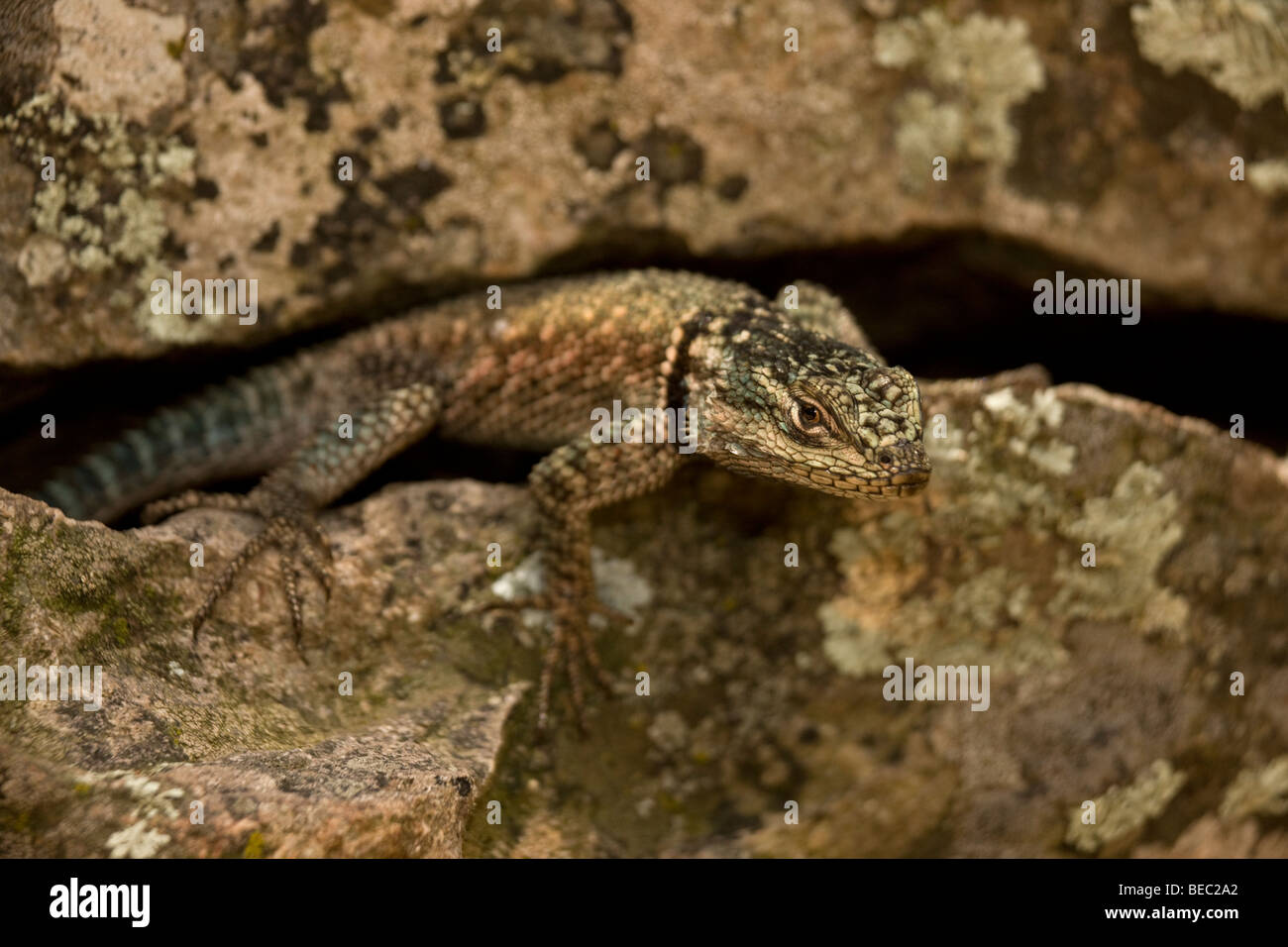 Yarrow's Spiny Lizard (Sceloporus jarrovii) - Arizona - USA - Also called Mountain Spiny lizard ...