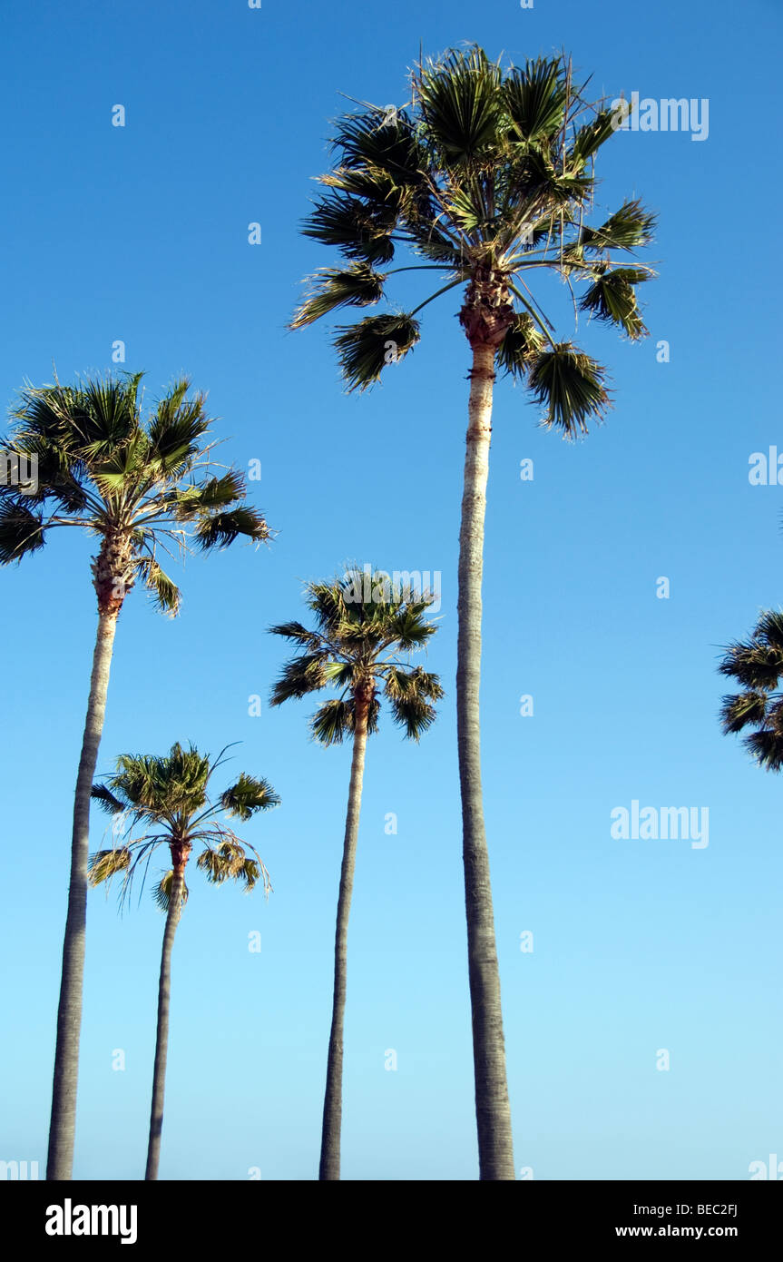Orange trees palm trees hi-res stock photography and images - Alamy