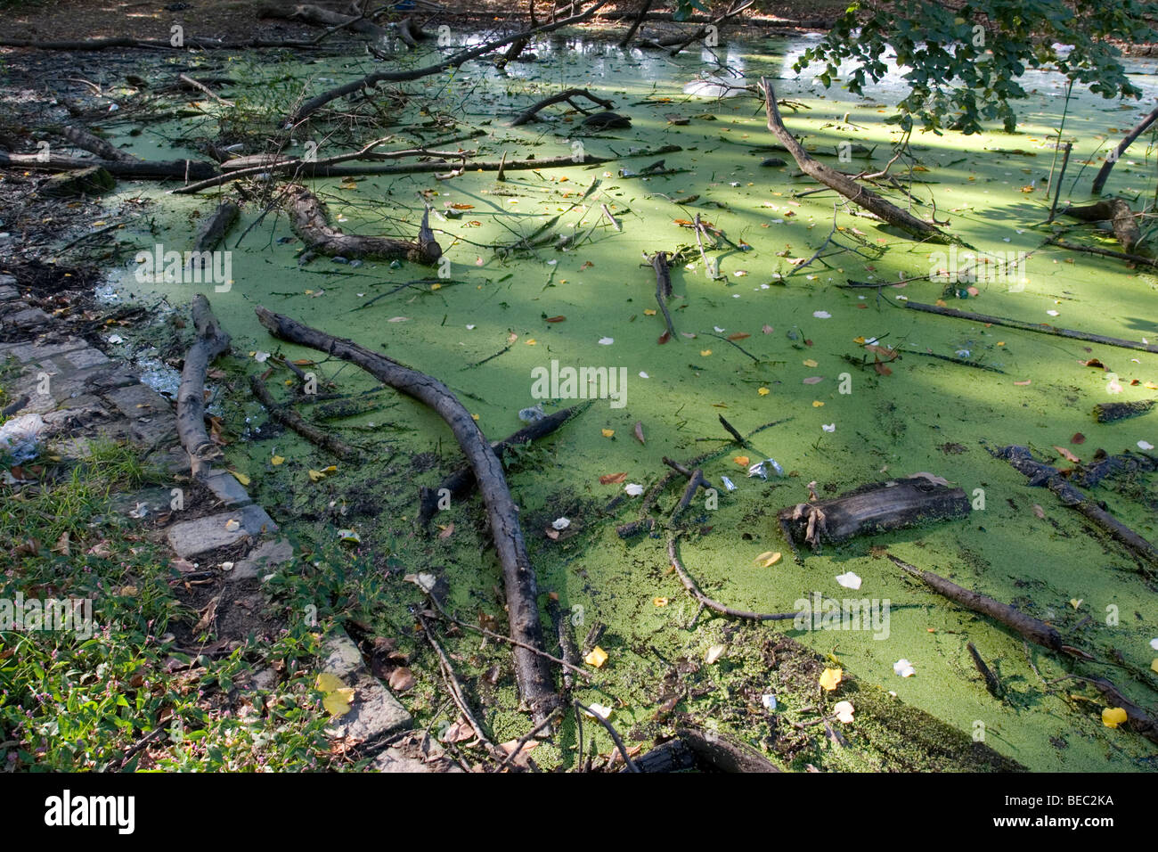 algae, fallen leaves, twigs and branches in stagnant water during a ...