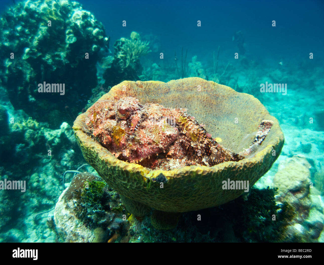 Spotted Scorpionfish, Scorpaena plumieri, Nassau, Bahamas Stock Photo ...