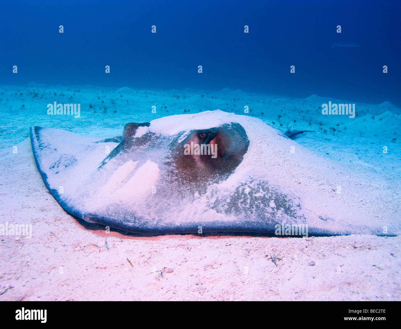 Dasyatis hi-res stock photography and images - Alamy