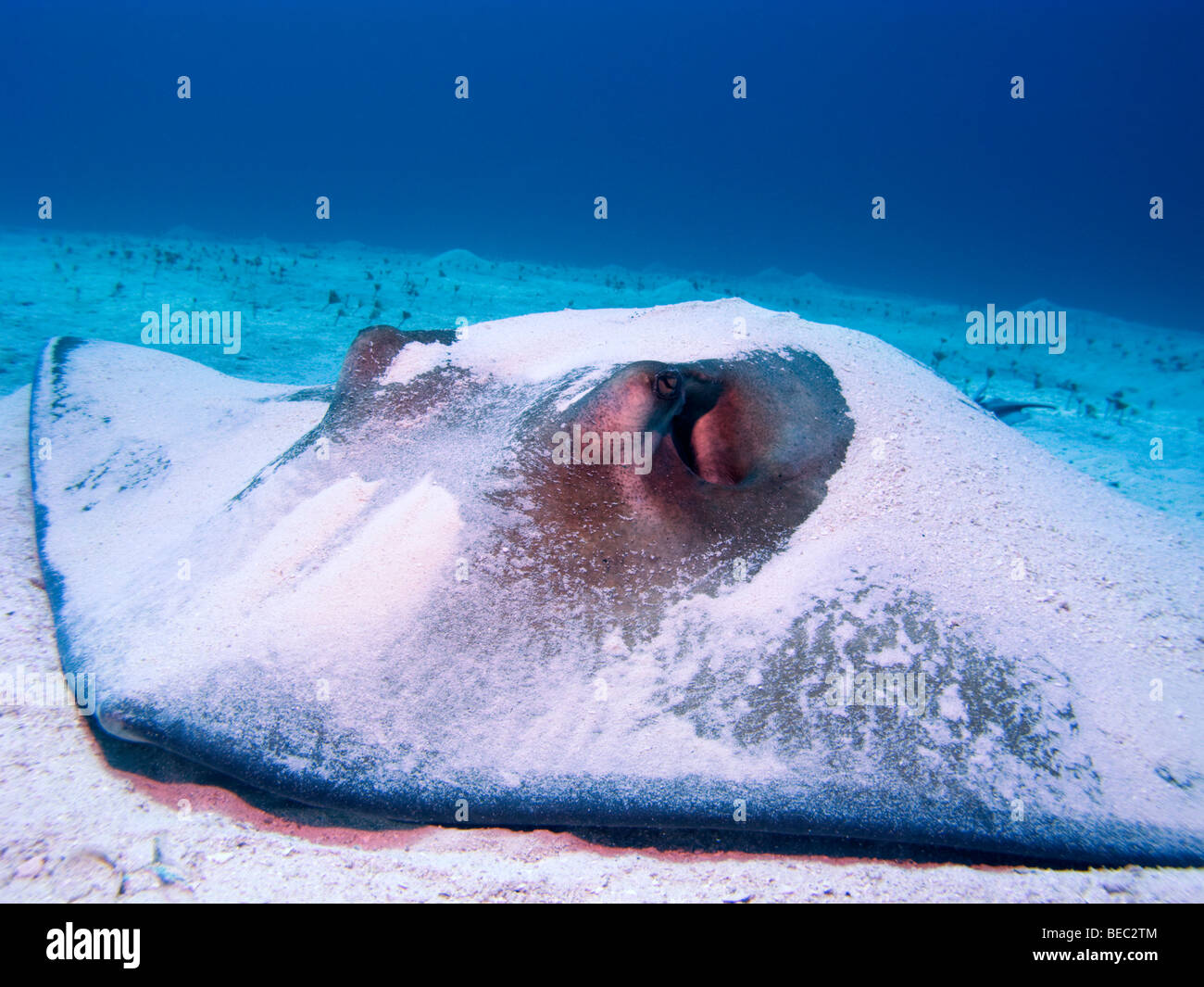 Dasyatis americana hi-res stock photography and images - Alamy