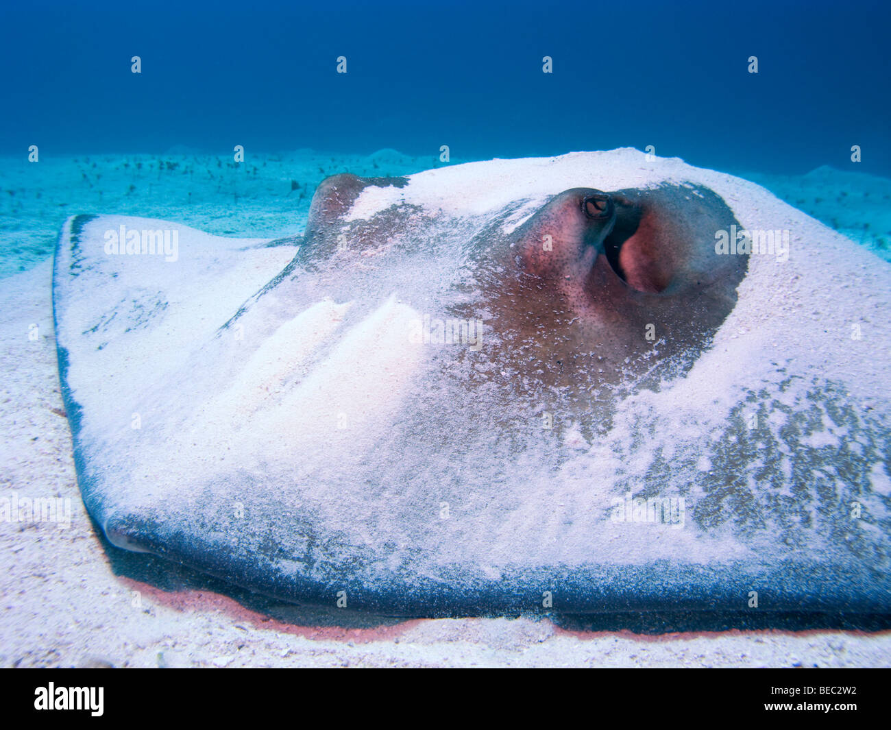 Southern Stingray, Dasyatis americana, Nassau, Bahamas Stock Photo - Alamy