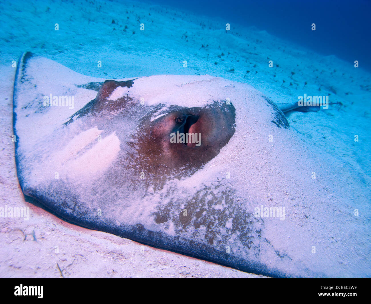 Dasyatis americana hi-res stock photography and images - Alamy