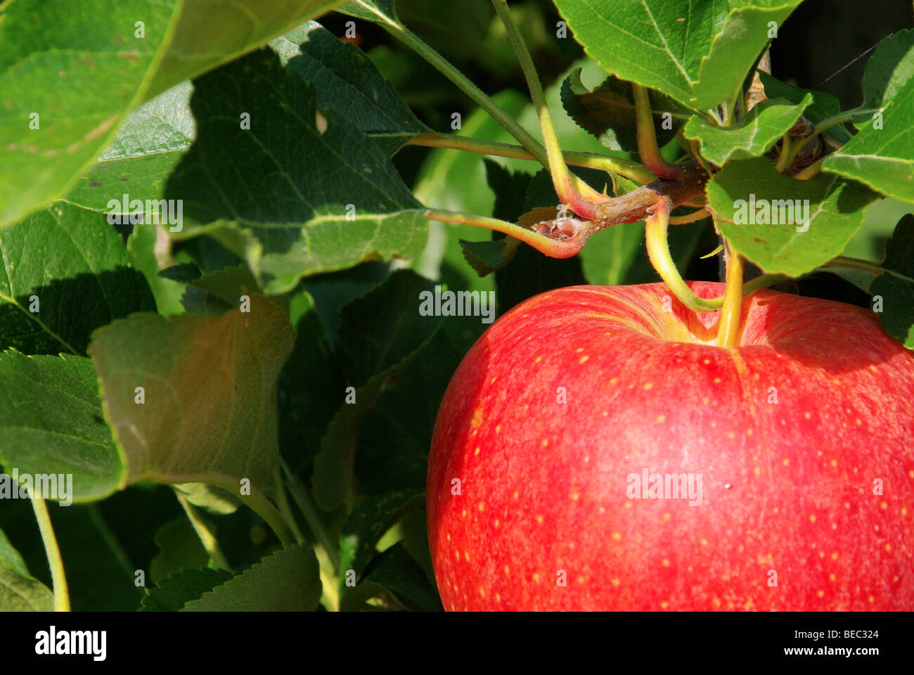 Apfel am Baum - apple on tree 22 Stock Photo - Alamy